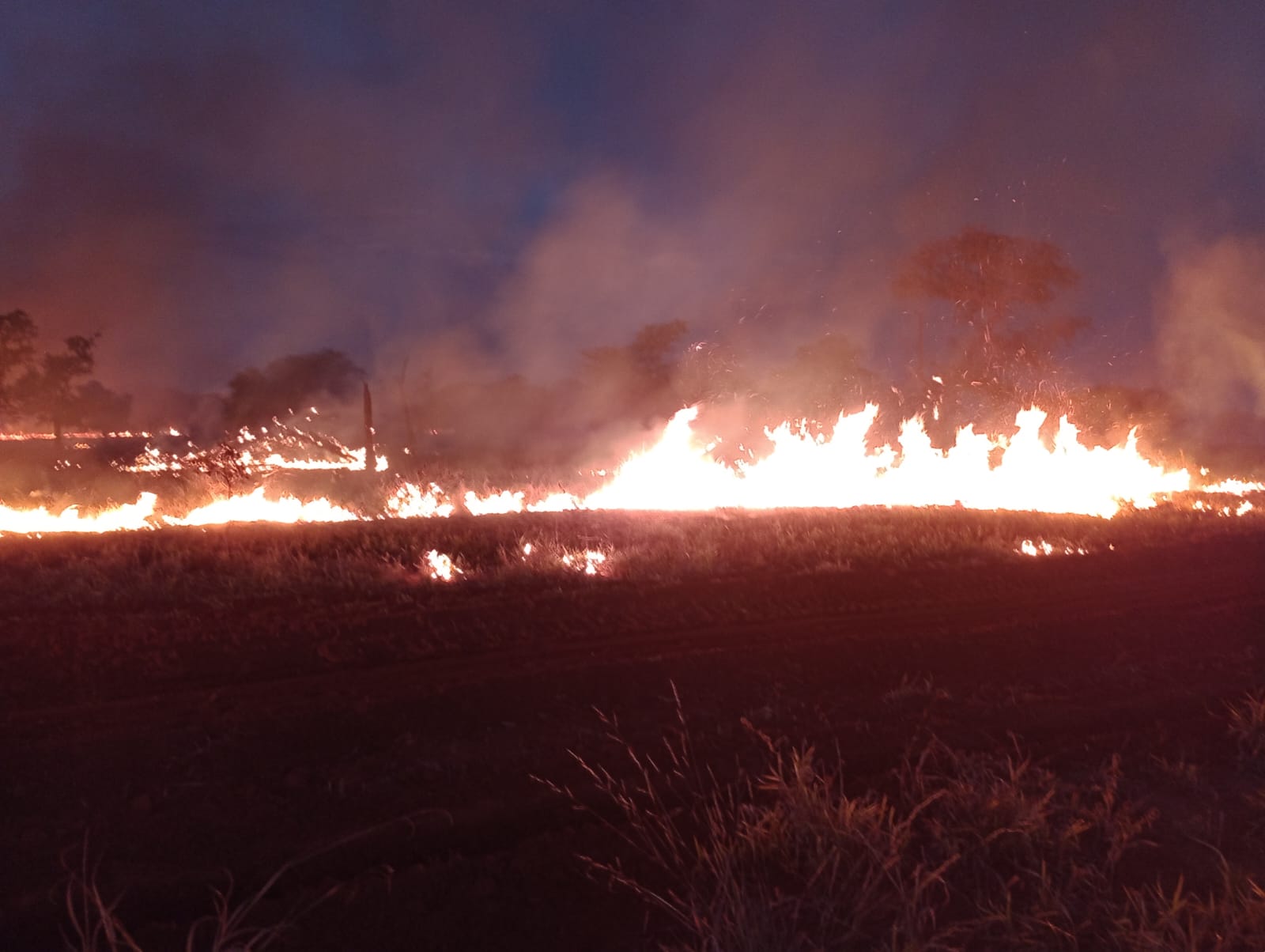 SUSPEITA de queimada controlada vira tragédia ambiental em Cassilândia ...