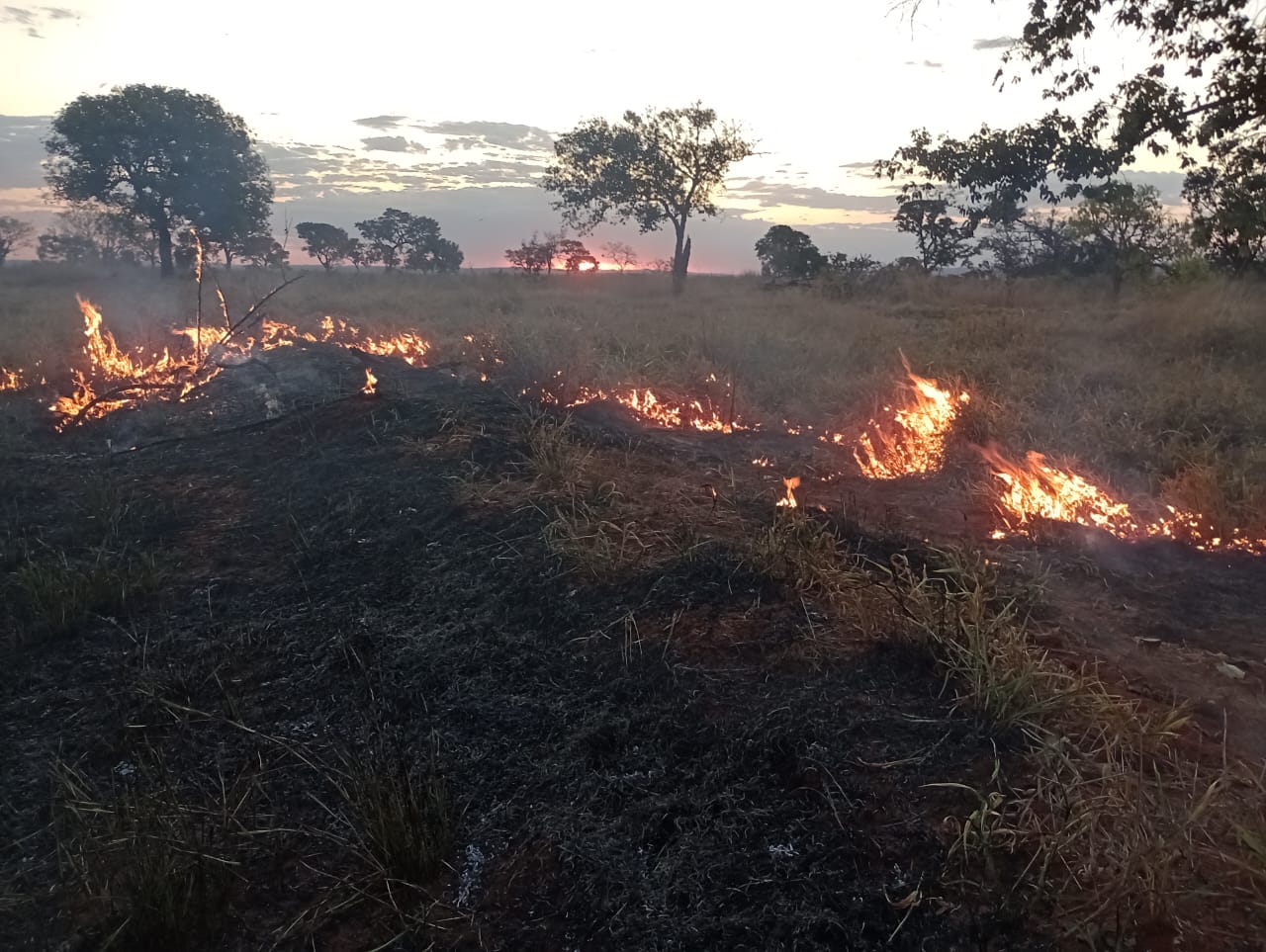 SUSPEITA de queimada controlada vira tragédia ambiental em Cassilândia ...