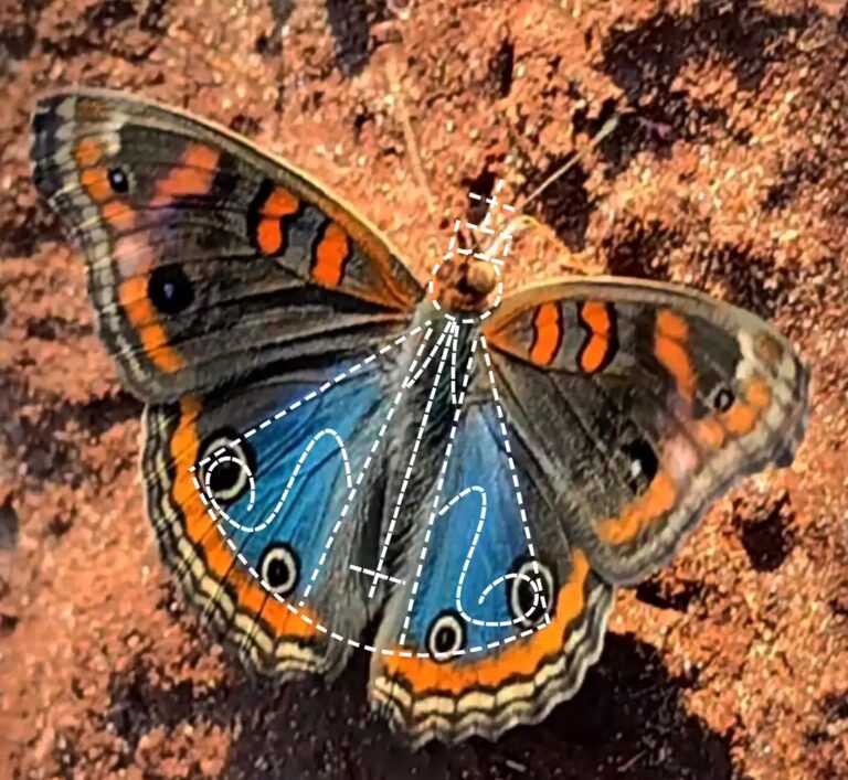 "PAREIDOLIA" - Nossa Senhora Aparecida ao primeiro olhar. Efeito ...