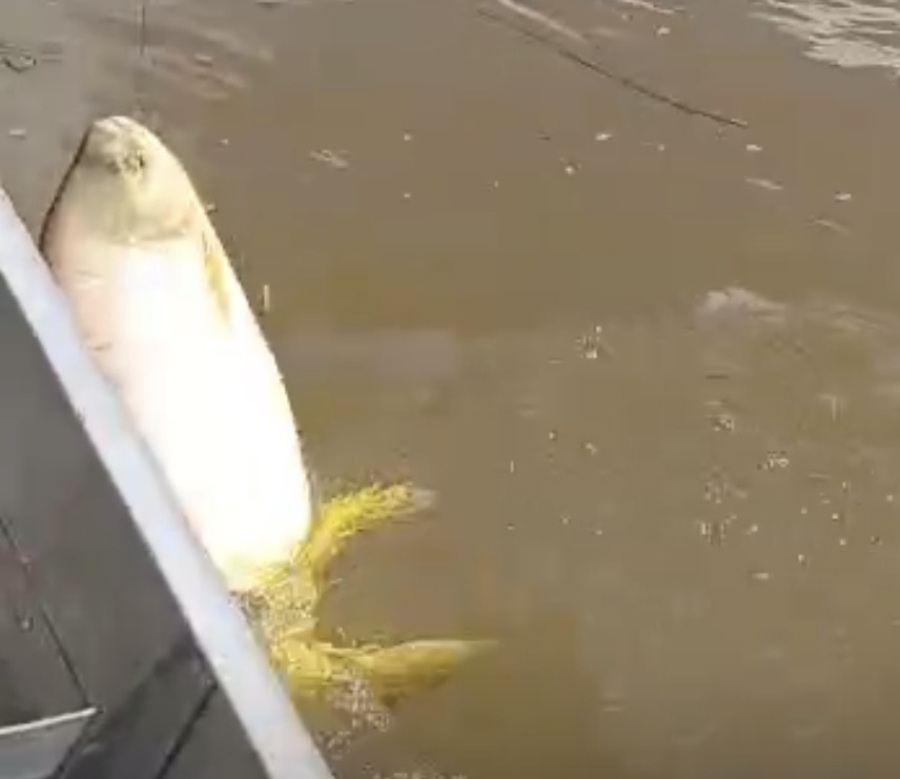 “NÃO é história de Pescador” Pacú de quase 5 kg rompe a linha e escapa ...